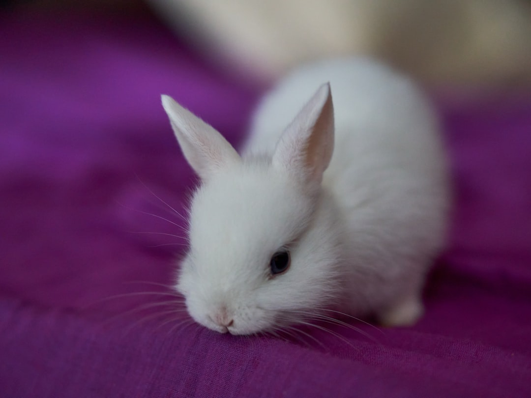 Caring For Newborn Bunny Rabbits: A Complete Guide - Newborn Animals ...