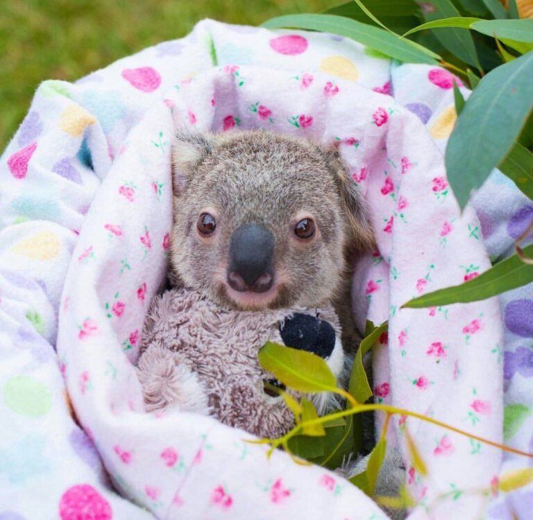The Amazing Life Cycle Of A Newborn Koala - Newborn Animals – Adorable Baby Animals, Facts & Photos